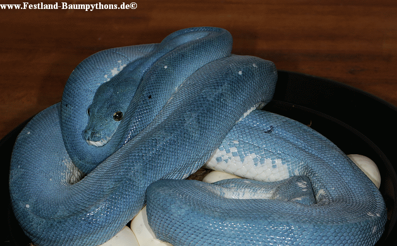 Morelia azurea pulcher - NZ