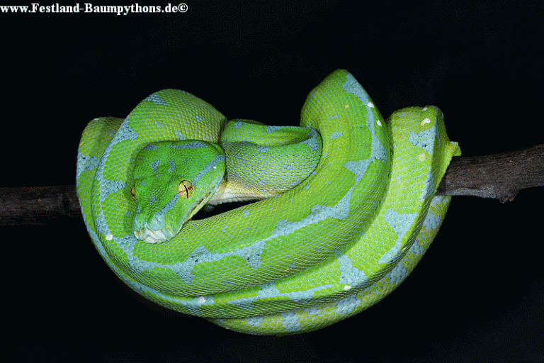 Fotogalerie Morelia azurea pulcher Festland Baumpythons Michèl Michèl